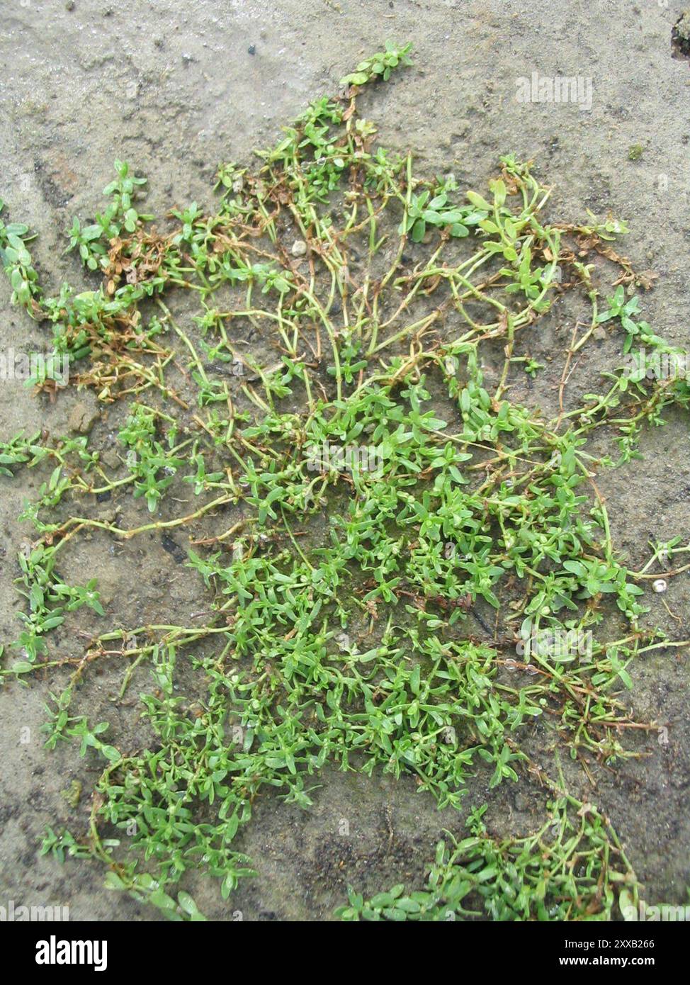 Prostrate Knotweed (Polygonum aviculare) Plantae Stock Photo - Alamy