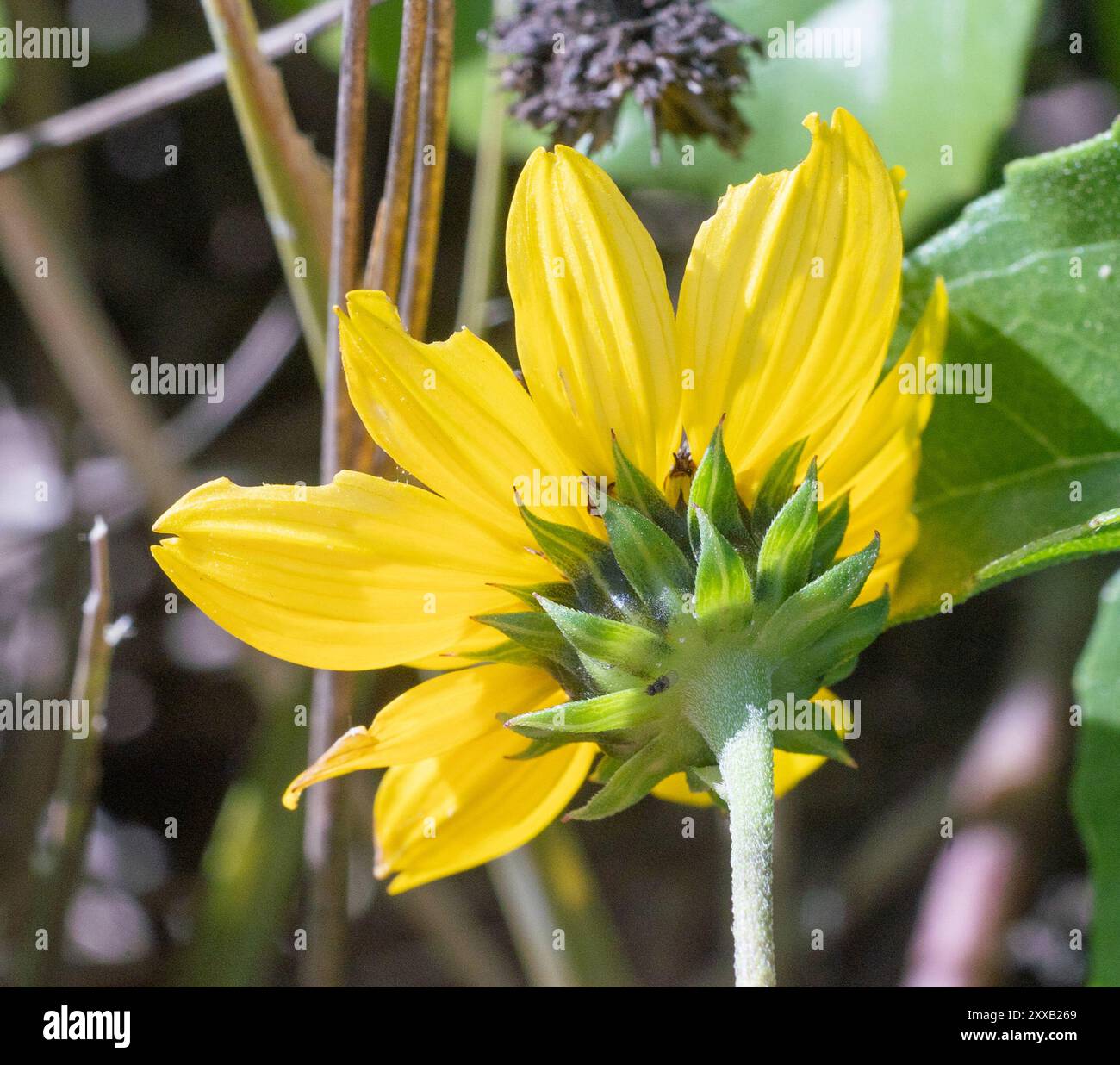 Helianthus debilis hi-res stock photography and images - Alamy