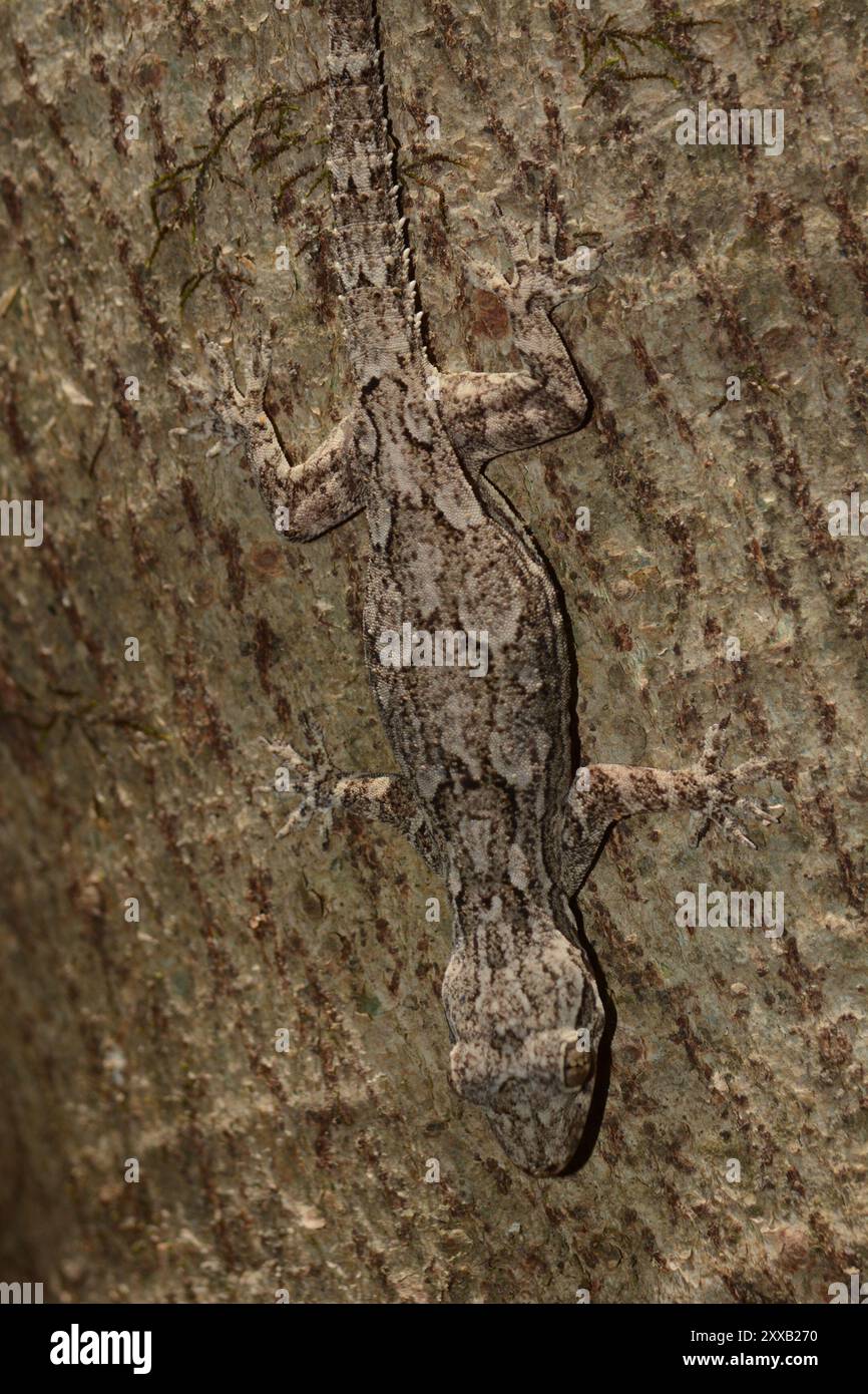 Bark Gecko (Hemidactylus leschenaultii) Reptilia Stock Photo - Alamy