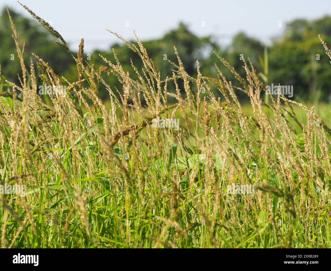 Jungle Rice (Echinochloa colonum) Plantae Stock Photo - Alamy