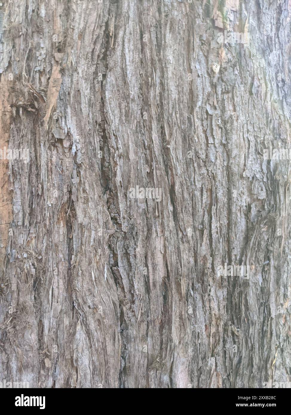 Tallowwood (Eucalyptus microcorys) Plantae Stock Photo - Alamy