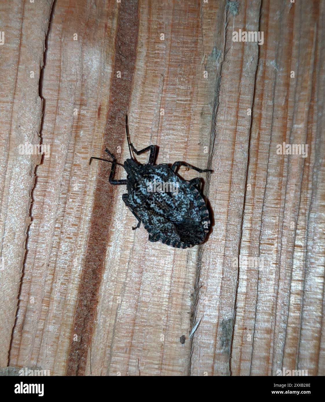 (Brochymena affinis) Insecta Stock Photo - Alamy