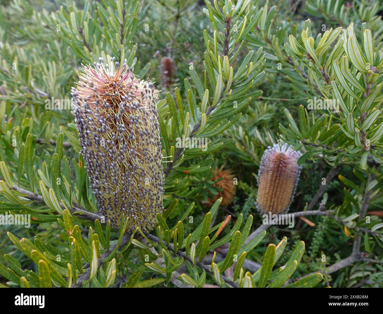 Silver Banksia (Banksia marginata) Plantae Stock Photo - Alamy