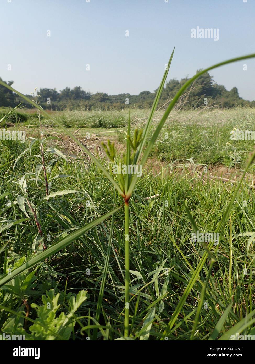 Imbricate Galingale (Cyperus imbricatus) Plantae Stock Photo - Alamy