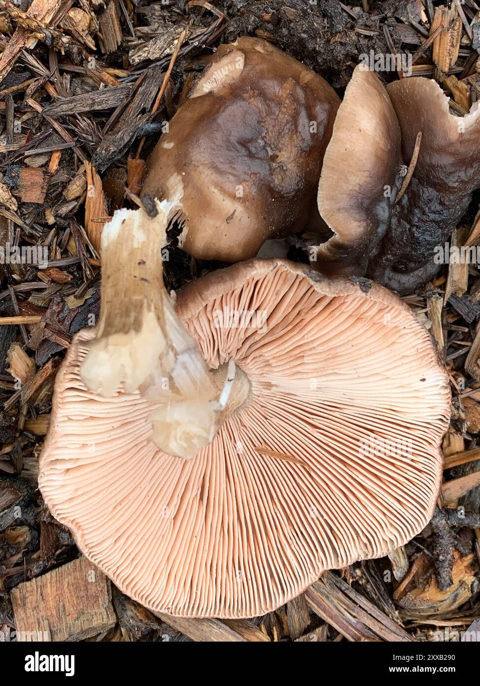 Western Deer Mushroom (Pluteus exilis) Fungi Stock Photo - Alamy