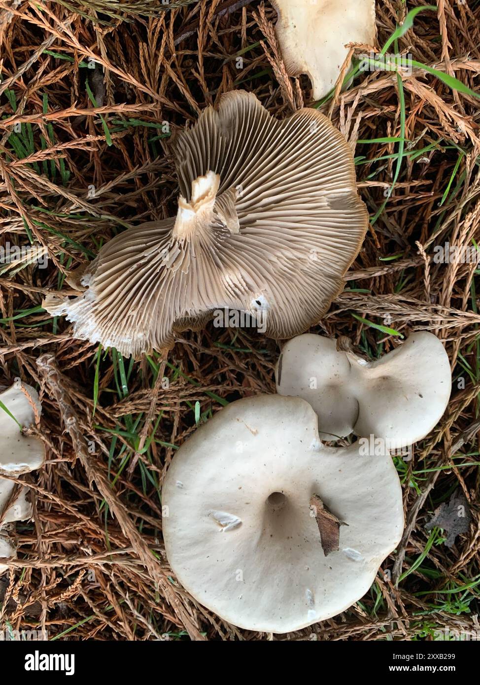 Funnels (Clitocybe) Fungi Stock Photo - Alamy
