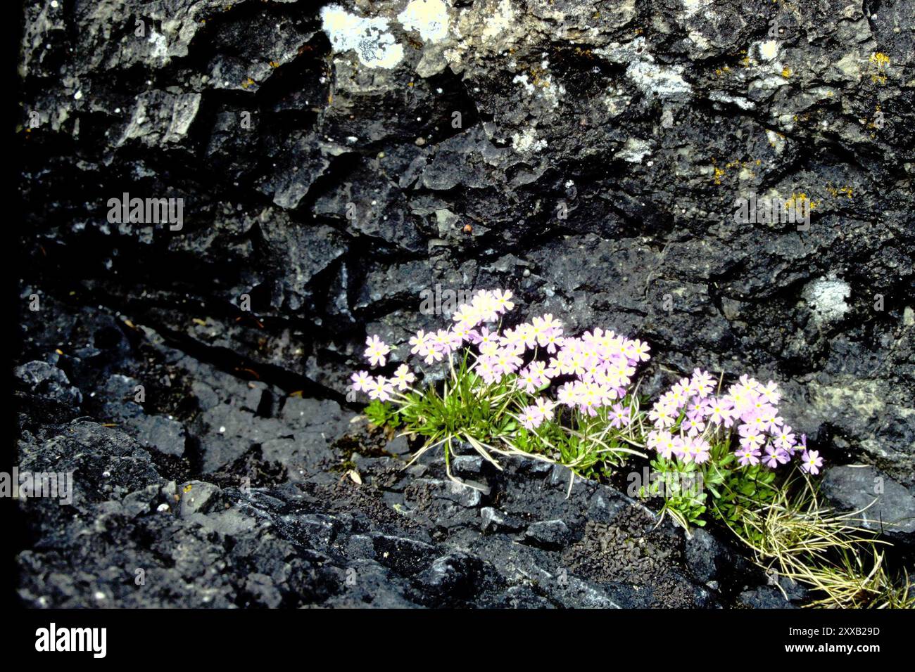 Mistassini Primrose (Primula mistassinica) Plantae Stock Photo - Alamy
