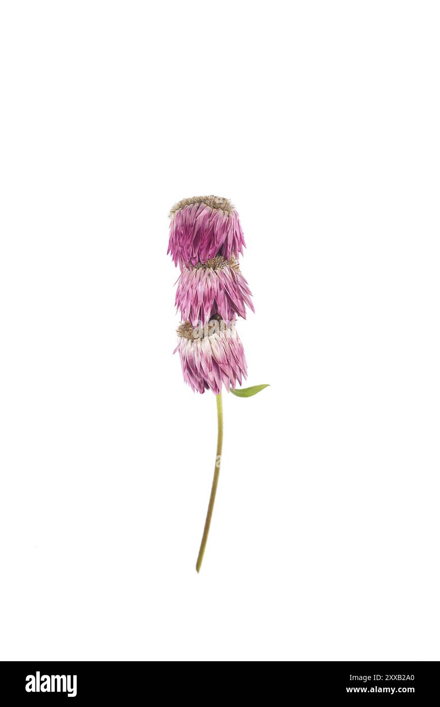 Pink surreal Cut Out Stock Images & Pictures - Alamy