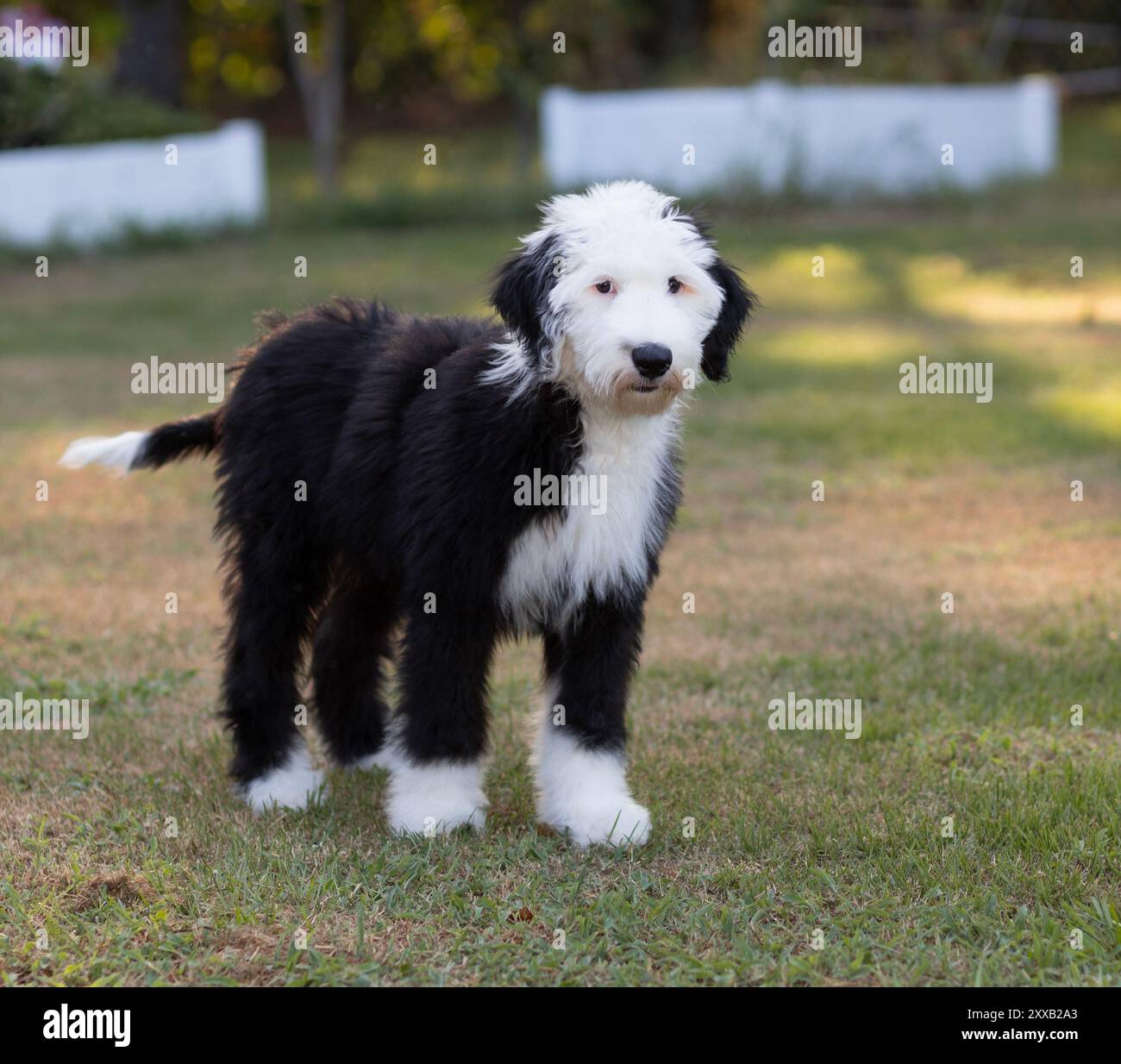 Sheepadoodle puppy standing on the grass looking beyond the camera with ...