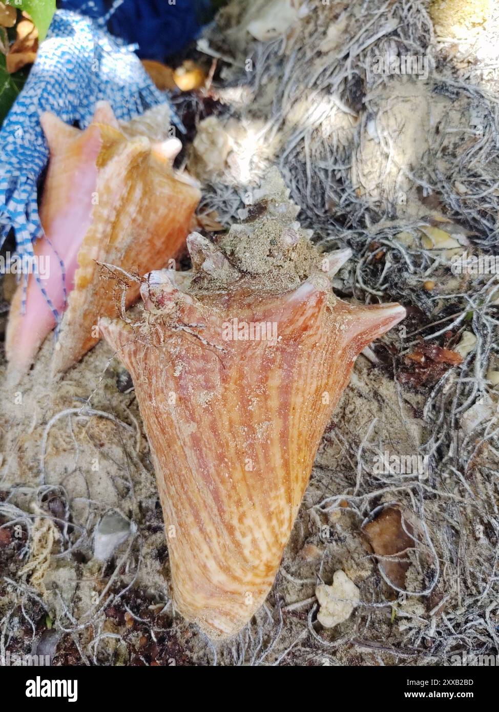 Queen Conch (Aliger gigas) Mollusca Stock Photo - Alamy