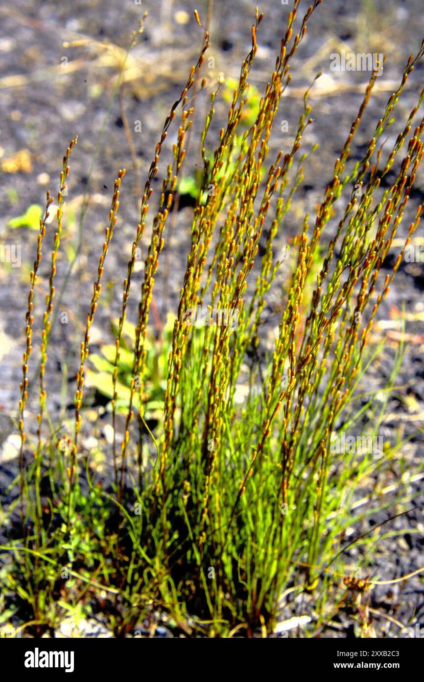 marsh arrowgrass (Triglochin palustris) Plantae Stock Photo - Alamy