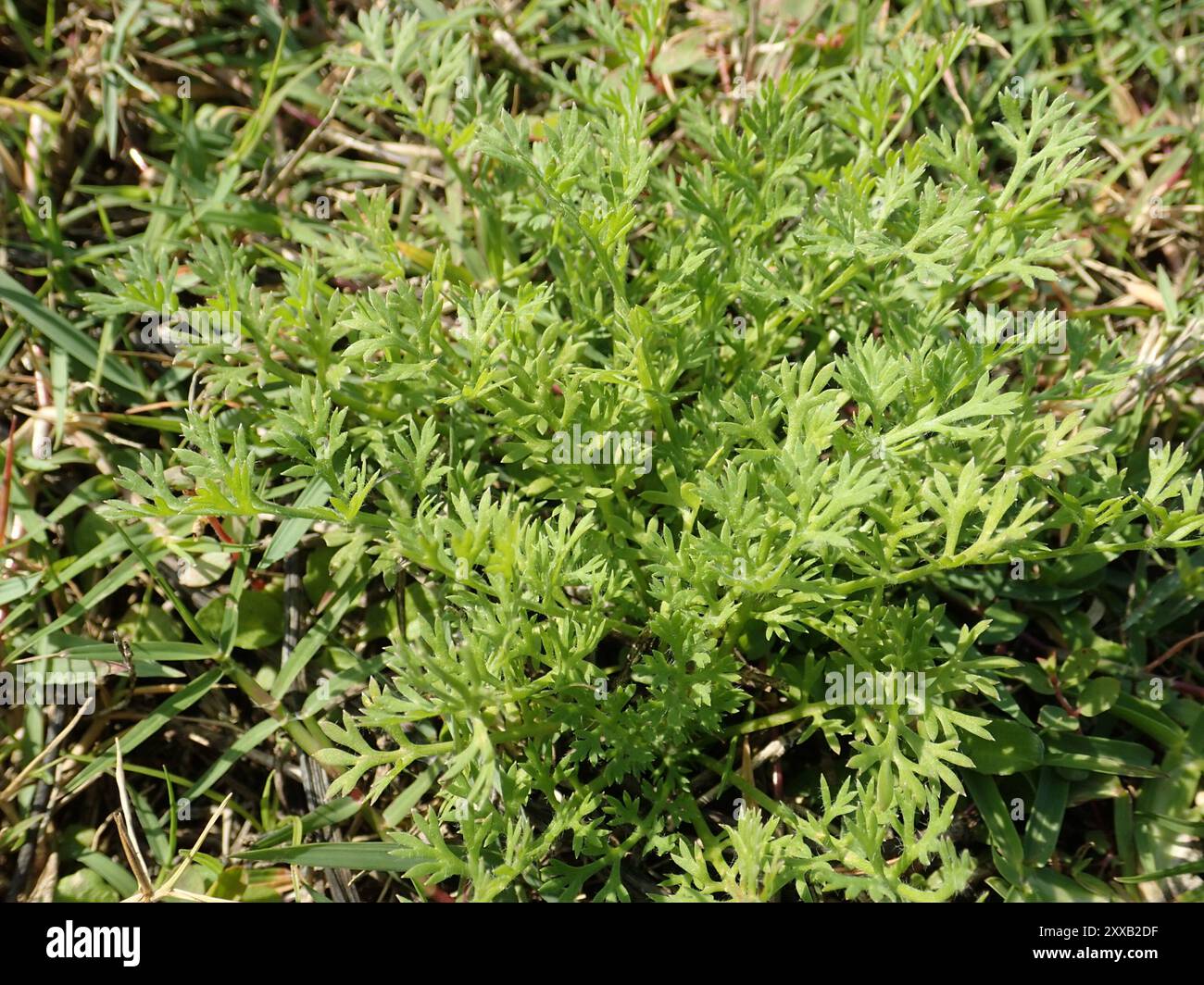 Button Burweed (Soliva anthemifolia) Plantae Stock Photo - Alamy