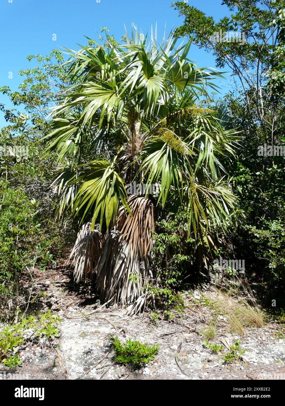 Key Thatch Palm (Leucothrinax morrisii) Plantae Stock Photo - Alamy