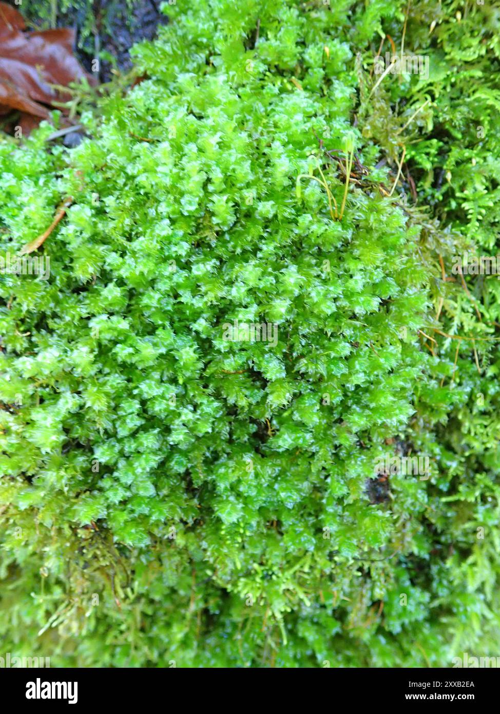 magnificent leafy moss (Plagiomnium venustum) Plantae Stock Photo - Alamy