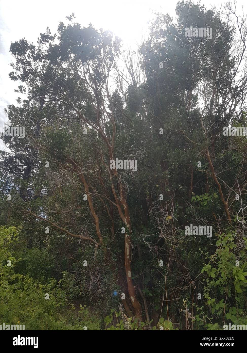 arrayan (Luma apiculata) Plantae Stock Photo - Alamy