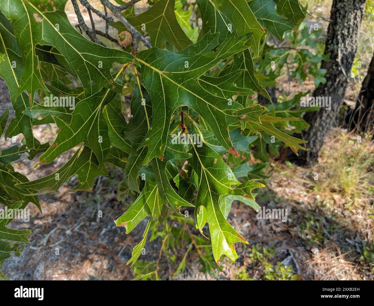 American turkey oak (Quercus laevis) Plantae Stock Photo - Alamy