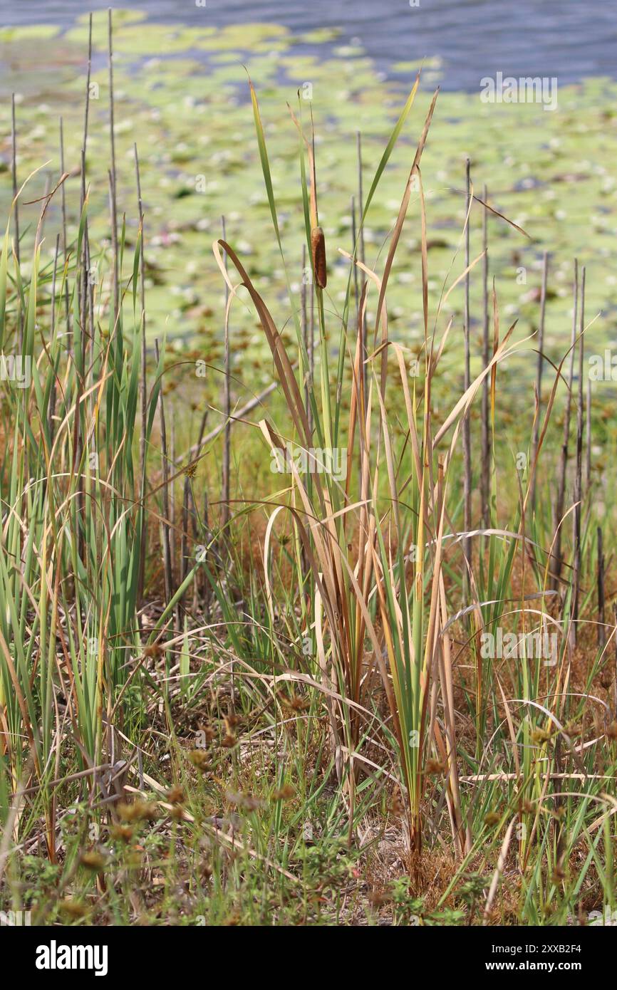 Typha orientalis hi-res stock photography and images - Alamy