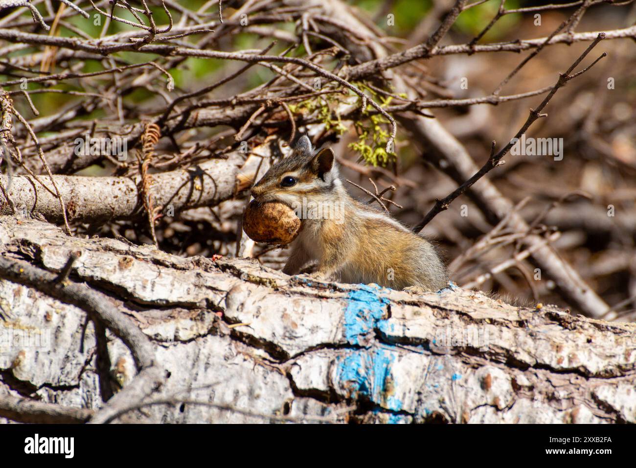 Lodgepole Chipmunk (Neotamias speciosus) Mammalia Stock Photo - Alamy
