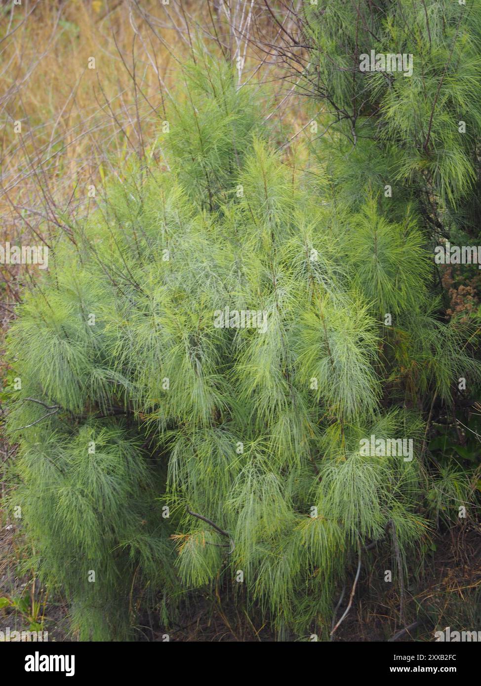 athel tamarisk (Tamarix aphylla) Plantae Stock Photo - Alamy