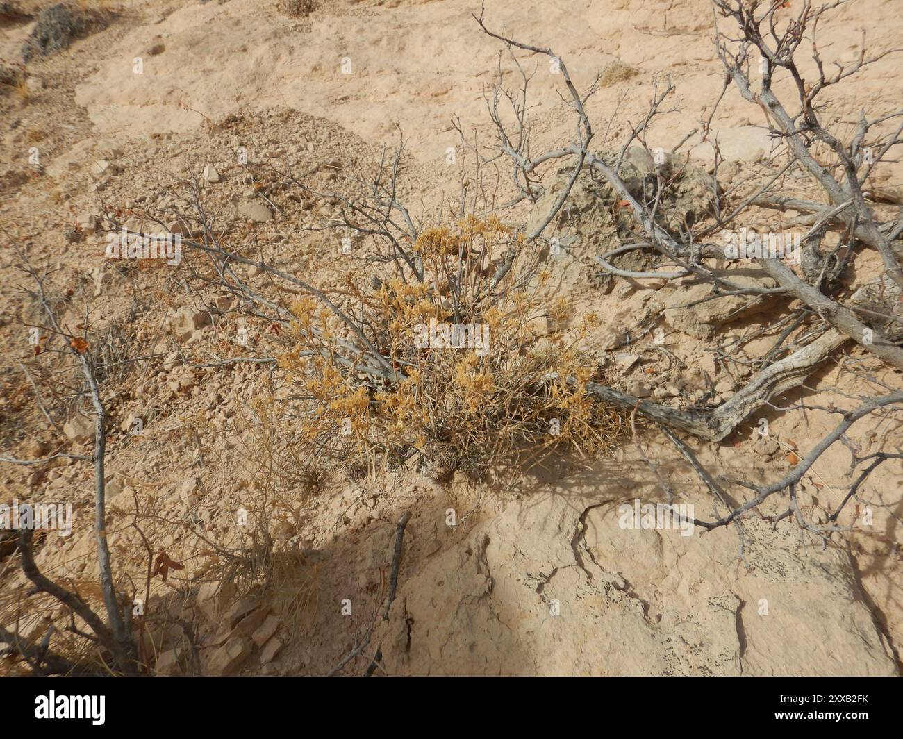 vascular plants (Tracheophyta) Plantae Stock Photo - Alamy