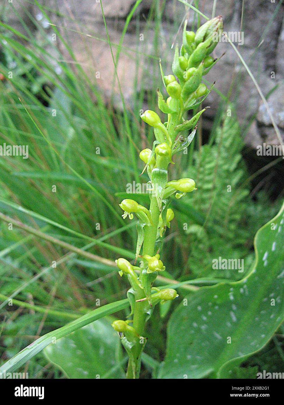 Devil Satyre (Satyrium parviflorum) Plantae Stock Photo - Alamy