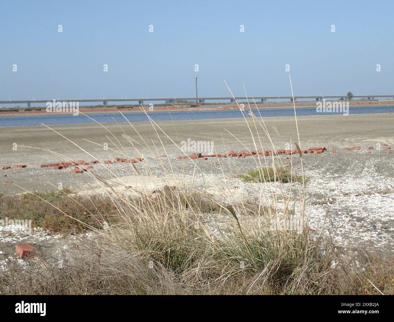 (Chloris formosana) Plantae Stock Photo - Alamy