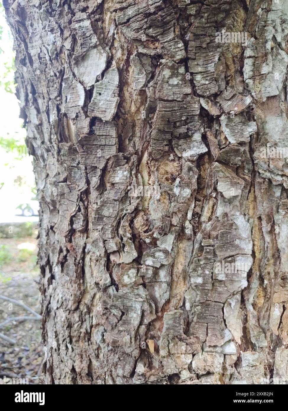 Monkey pod tree (Samanea saman) Plantae Stock Photo - Alamy