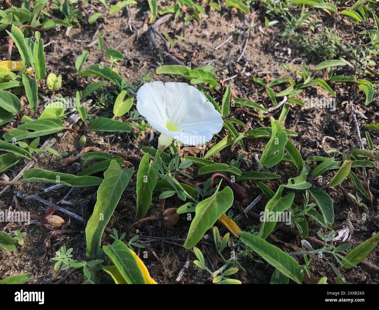 beach morning-glory (Ipomoea imperati) Plantae Stock Photo - Alamy