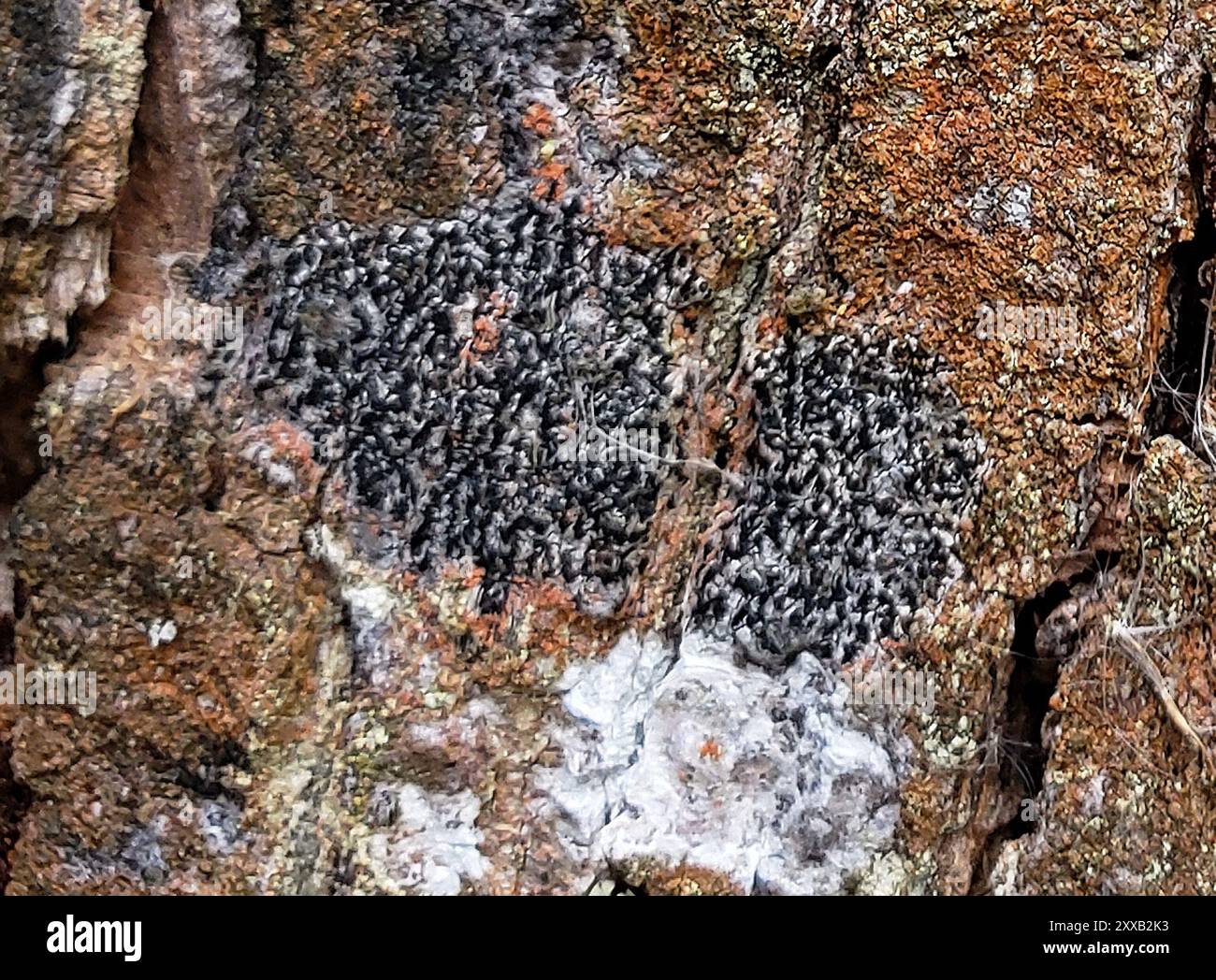 Tile Lichens (Lecidea) Fungi Stock Photo - Alamy