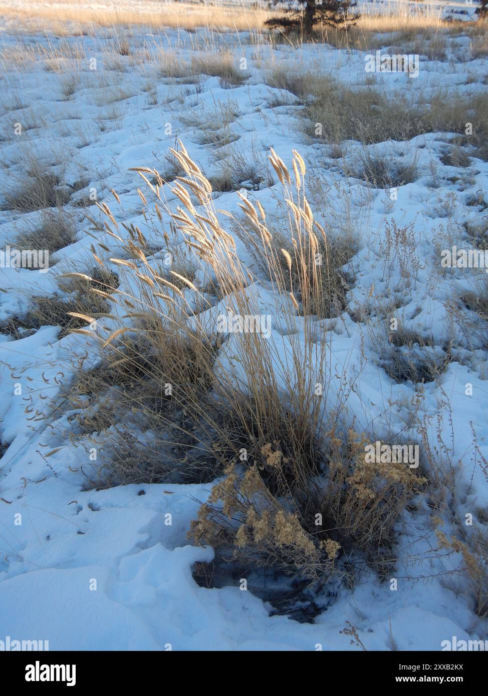Crested Wheatgrass (Agropyron cristatum) Plantae Stock Photo - Alamy