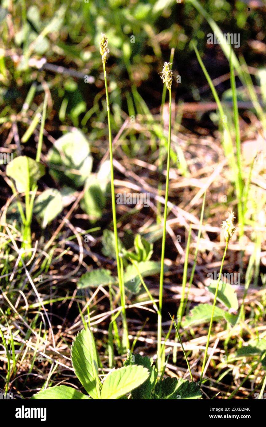 dry land sedge (Carex siccata) Plantae Stock Photo - Alamy