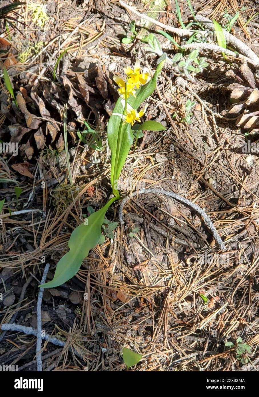 Purple Fawn Lily (Erythronium purpurascens) Plantae Stock Photo - Alamy