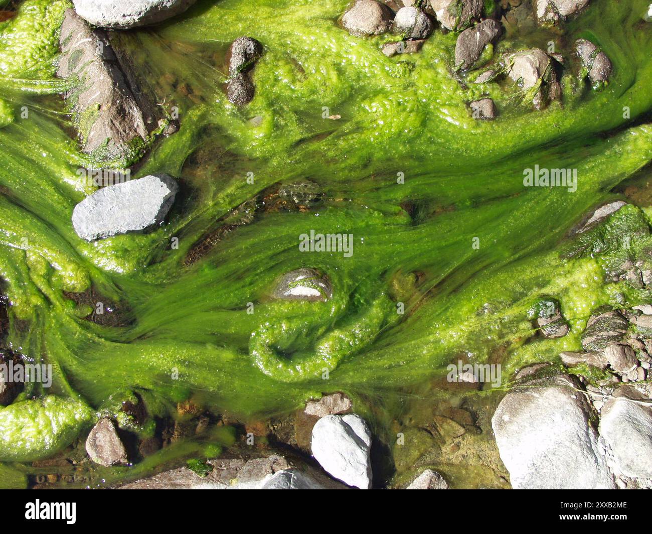 green algae (Chlorophyta) Plantae Stock Photo - Alamy