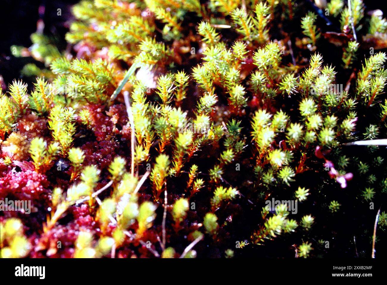 Bog Haircap Moss (Polytrichum strictum) Plantae Stock Photo - Alamy