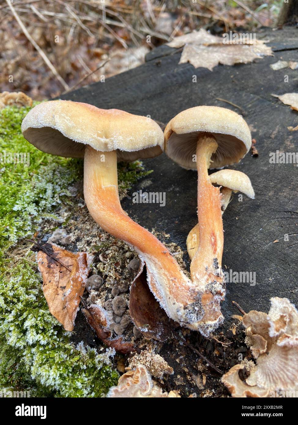Brick Cap (Hypholoma lateritium) Fungi Stock Photo - Alamy