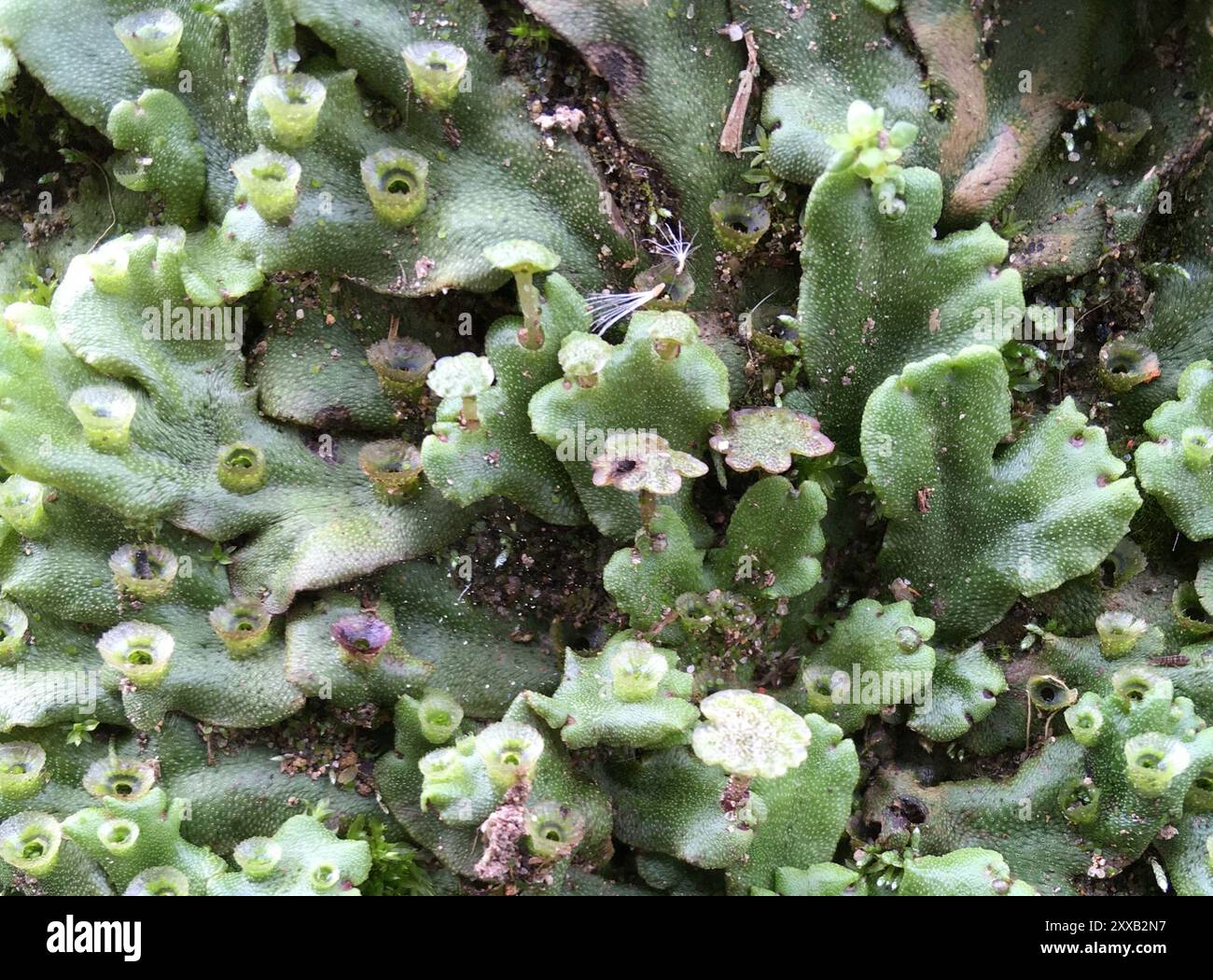 Common Liverwort (Marchantia polymorpha) Plantae Stock Photo - Alamy