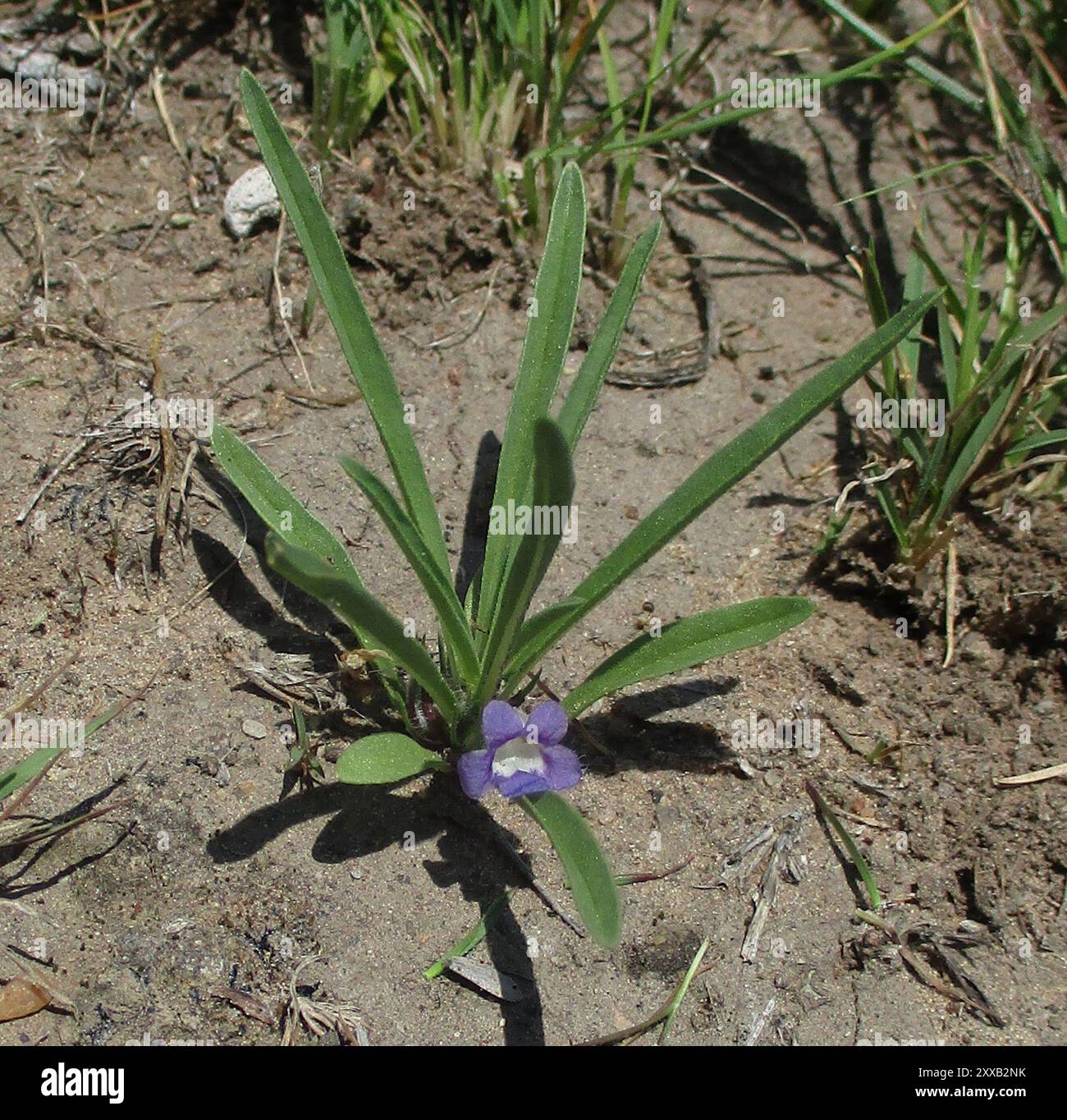 Bushveld Carpet Flower (Aptosimum lineare) Plantae Stock Photo - Alamy
