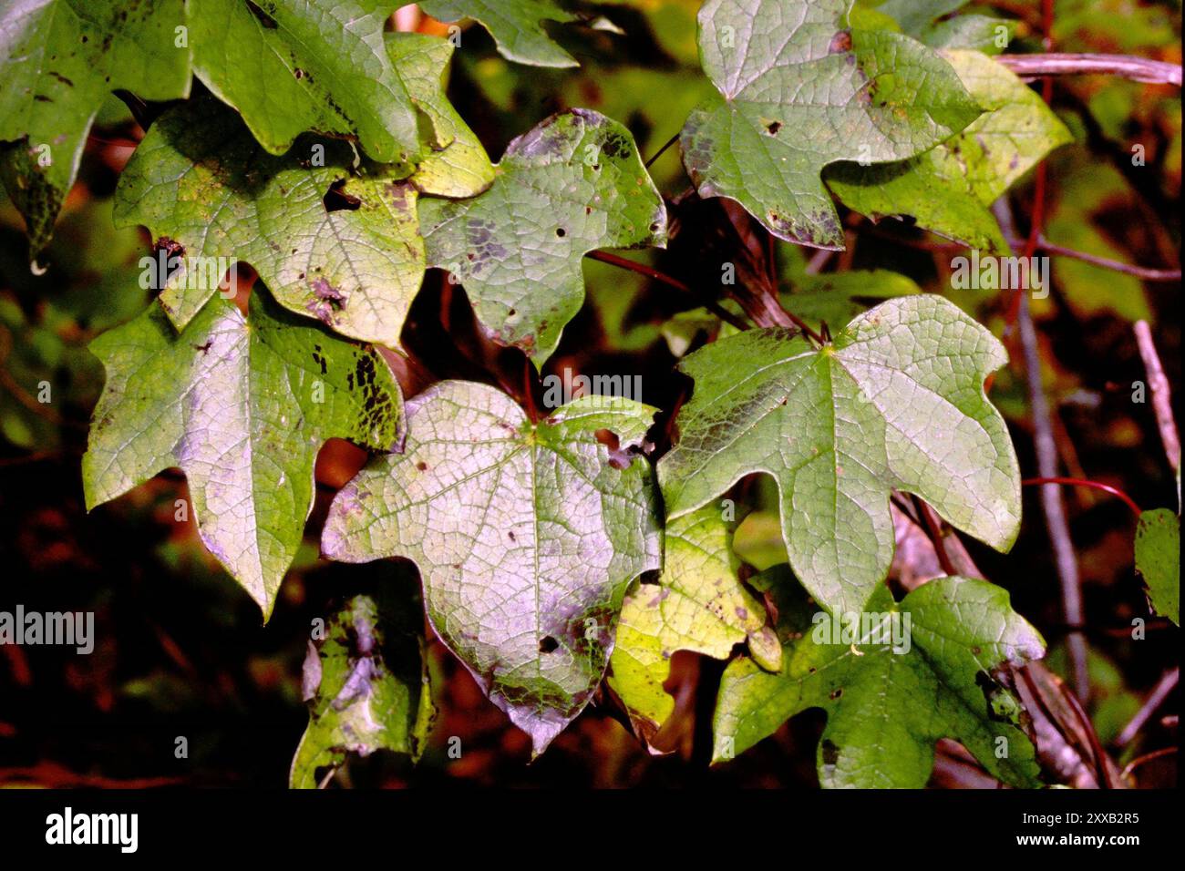 moonseed (Menispermum canadense) Plantae Stock Photo - Alamy