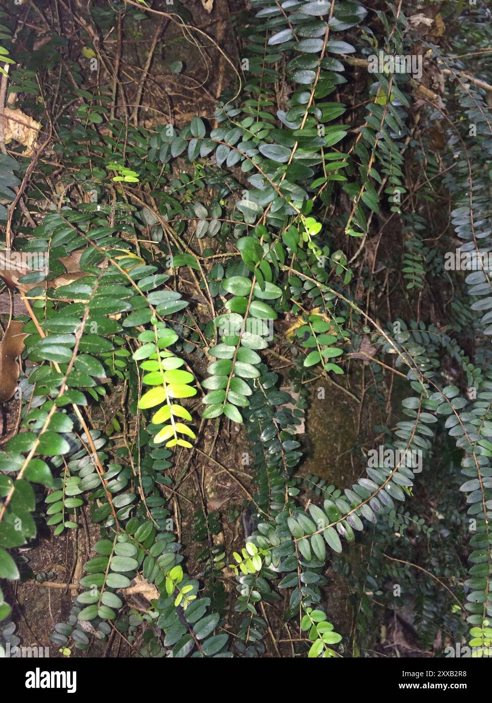 white climbing rātā (Metrosideros diffusa) Plantae Stock Photo - Alamy