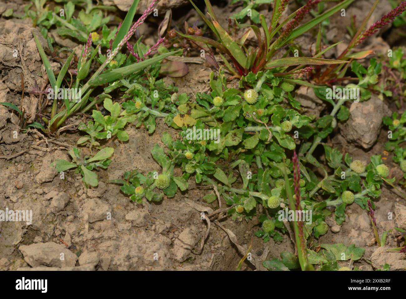 spreading sneezeweed (Centipeda minima) Plantae Stock Photo - Alamy