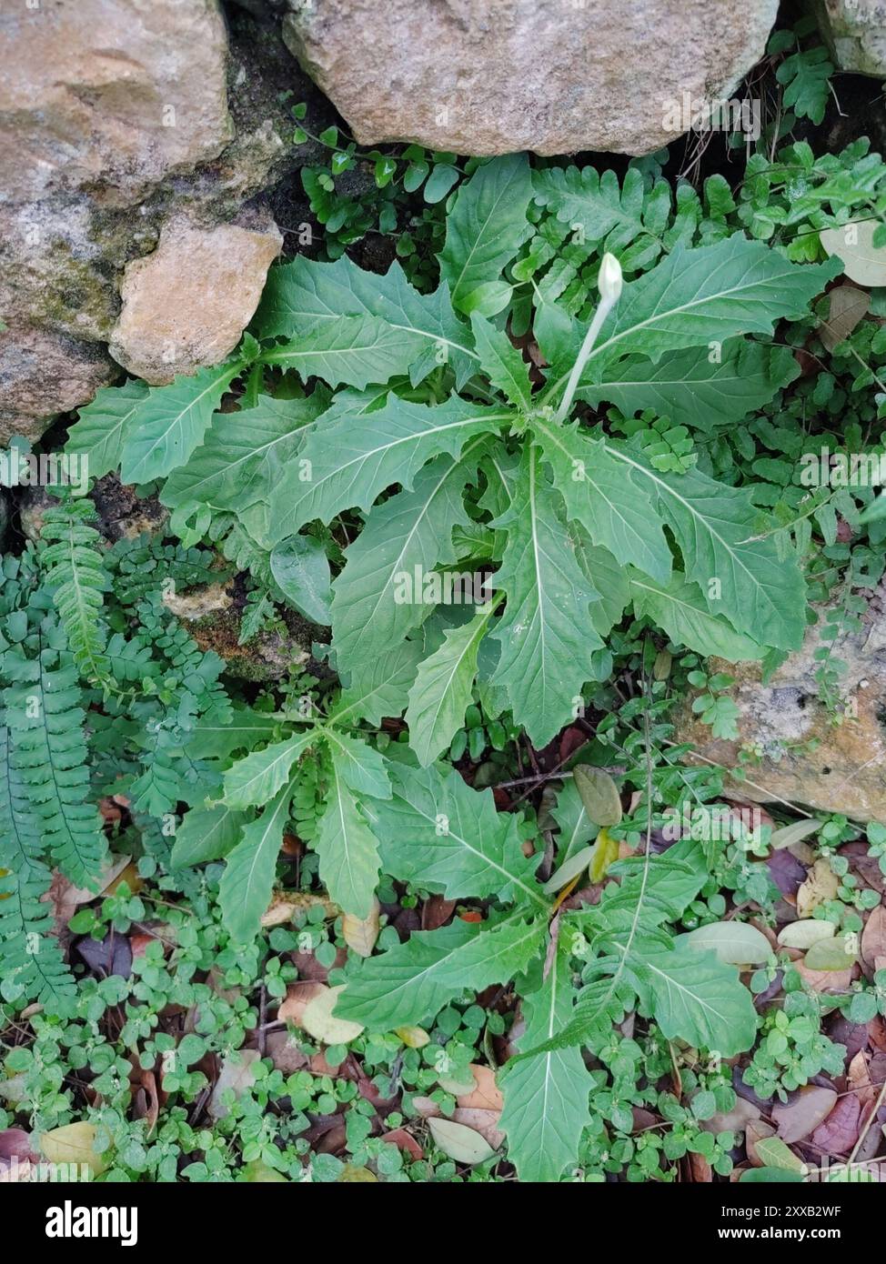 Star of Bethlehem (Hippobroma longiflora) Plantae Stock Photo - Alamy