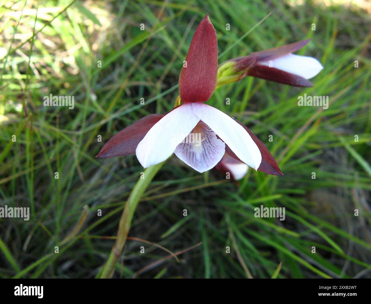 Variable Courting Harlequin (Eulophia ovalis ovalis) Plantae Stock ...