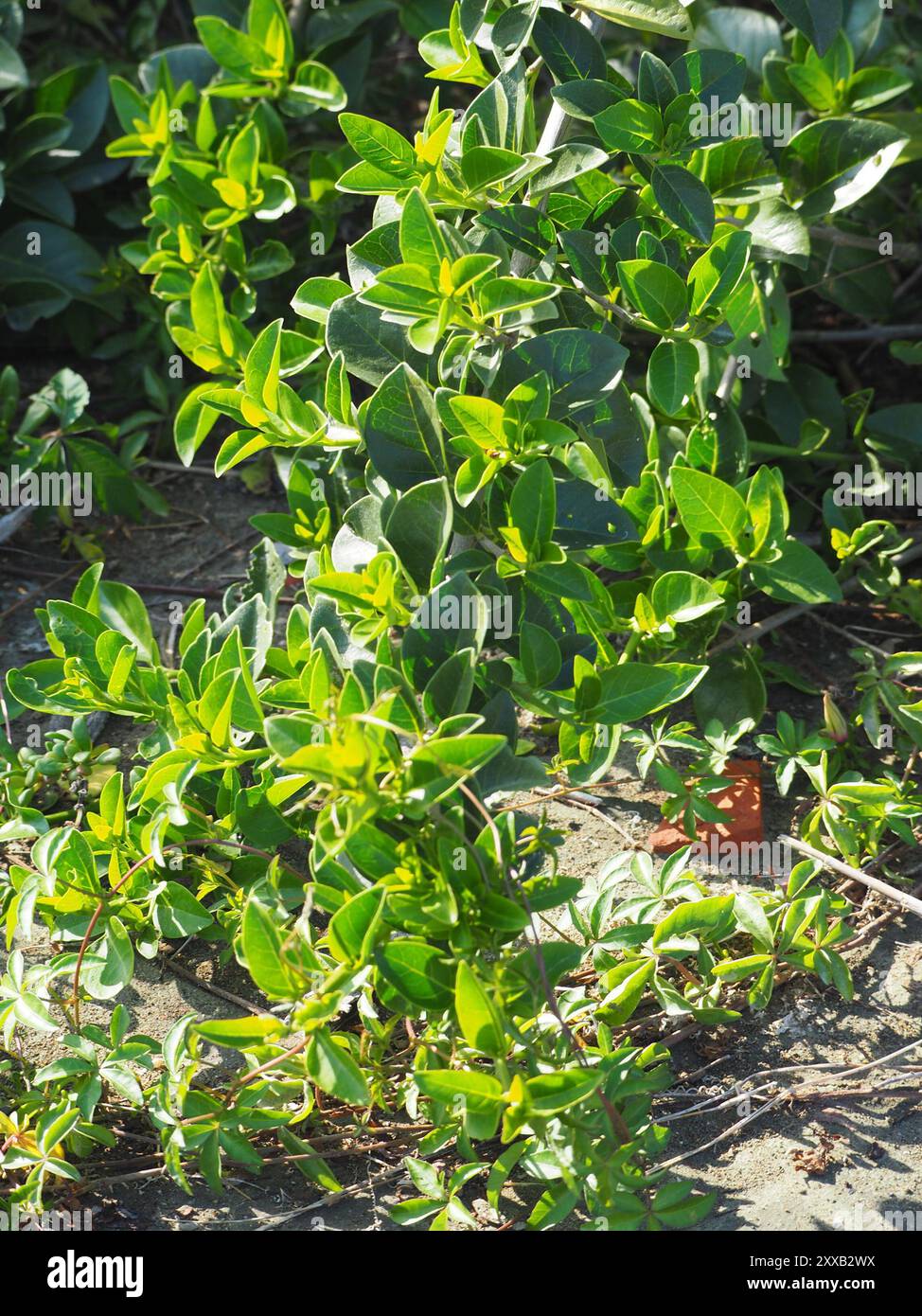 scrambling clerodendrum (Volkameria inermis) Plantae Stock Photo - Alamy