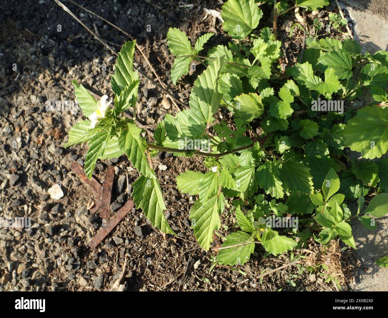three-lobe false mallow (Malvastrum coromandelianum) Plantae Stock ...