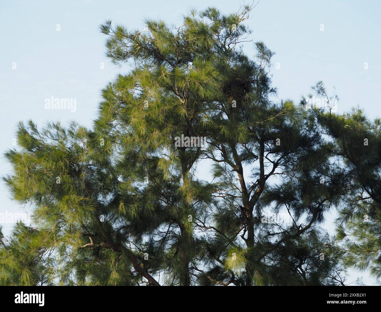 Beach Sheoak (Casuarina equisetifolia) Plantae Stock Photo - Alamy