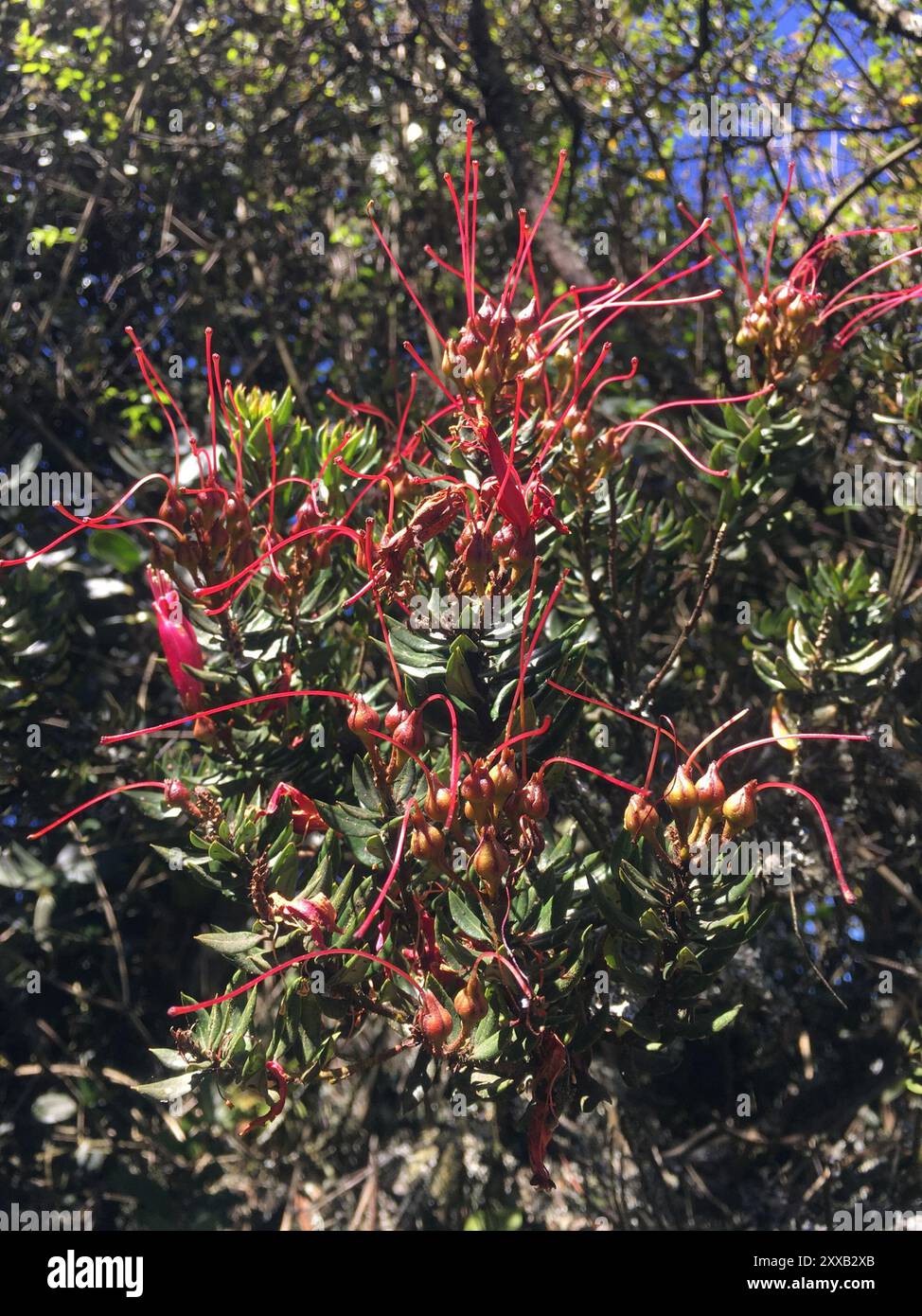 (Bejaria resinosa) Plantae Stock Photo - Alamy