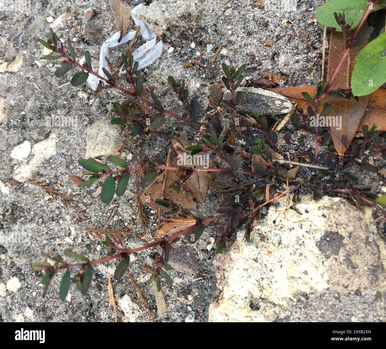 prostrate sandmat (Euphorbia prostrata) Plantae Stock Photo - Alamy