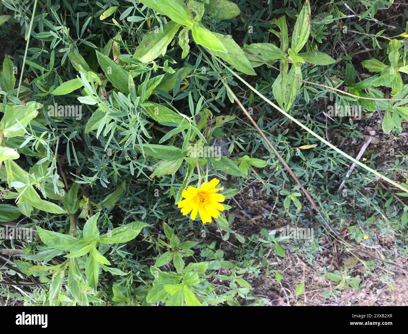 trailing daisy (Sphagneticola trilobata) Plantae Stock Photo - Alamy