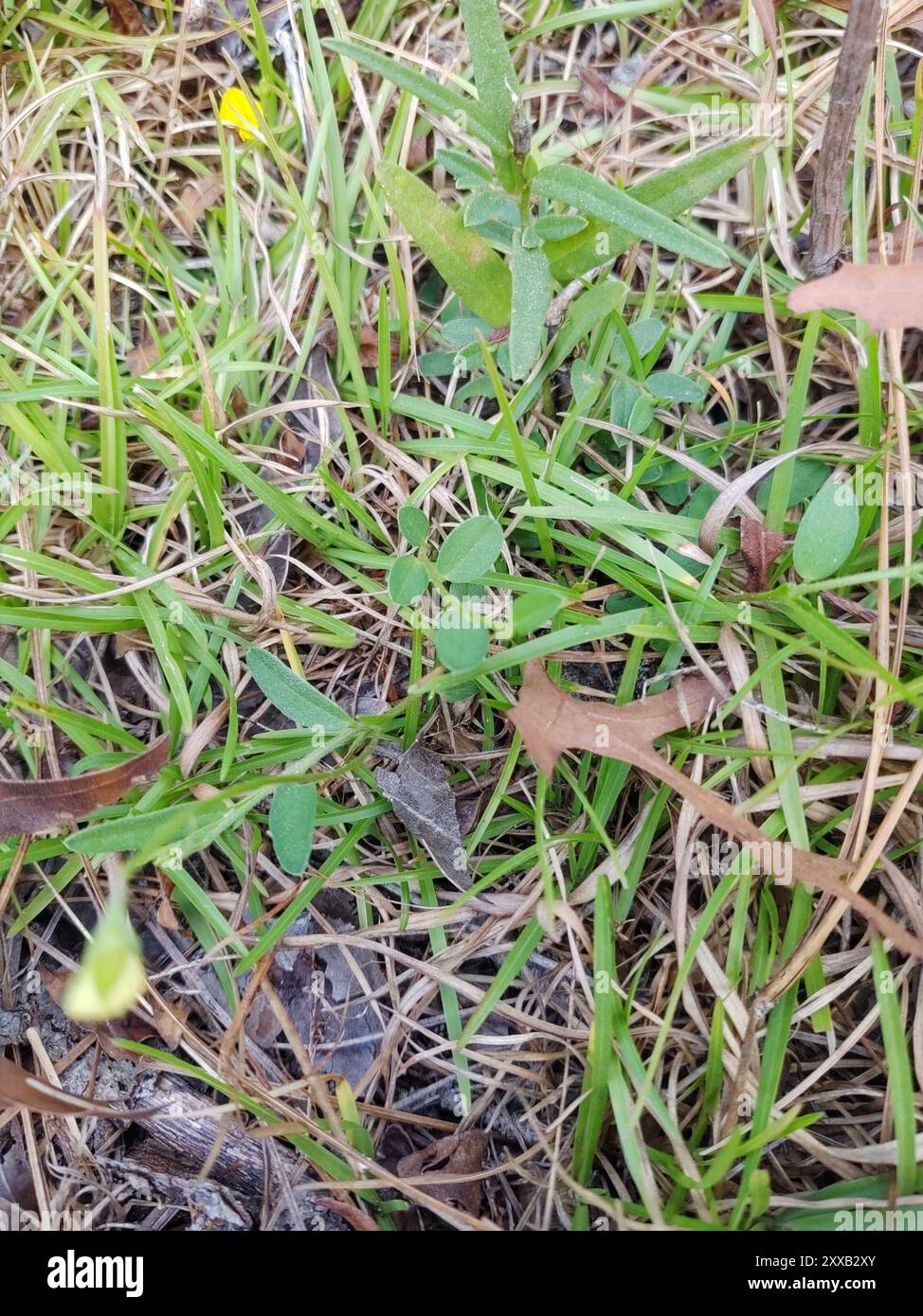 Rabbitbells (Crotalaria rotundifolia) Plantae Stock Photo - Alamy