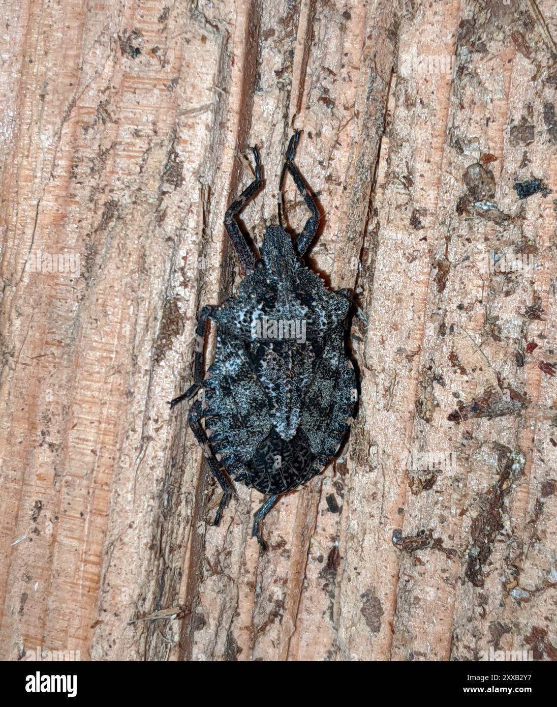 (Brochymena affinis) Insecta Stock Photo - Alamy